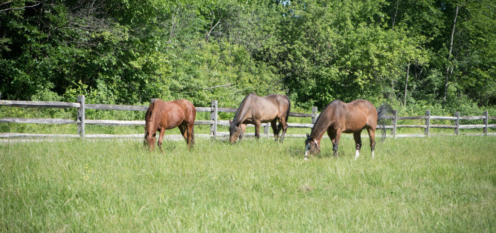 About - In Step With Horses