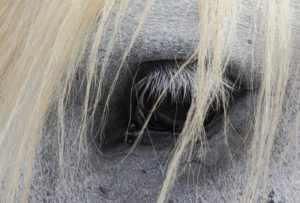 In Step With Horses| Equine Assisted Services for Mental Wellness