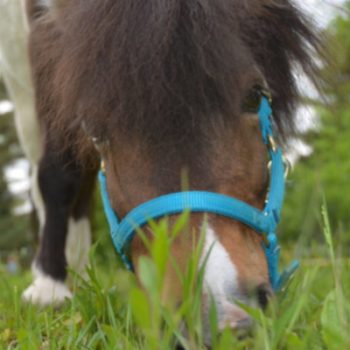 Workshops - In Step With Horses