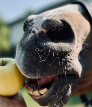 Dare to Care 2023 - In Step With Horses