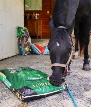 Dare to Care 2023 - In Step With Horses